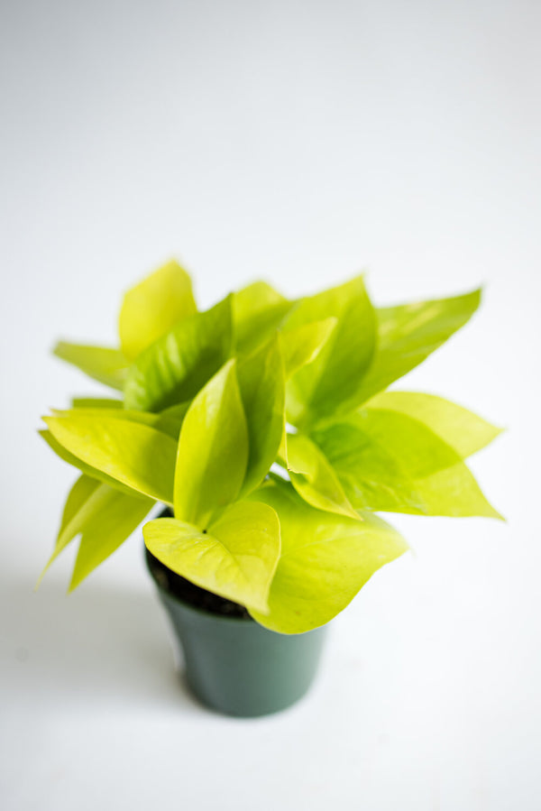 Neon Pothos – Lakewood Plant Company